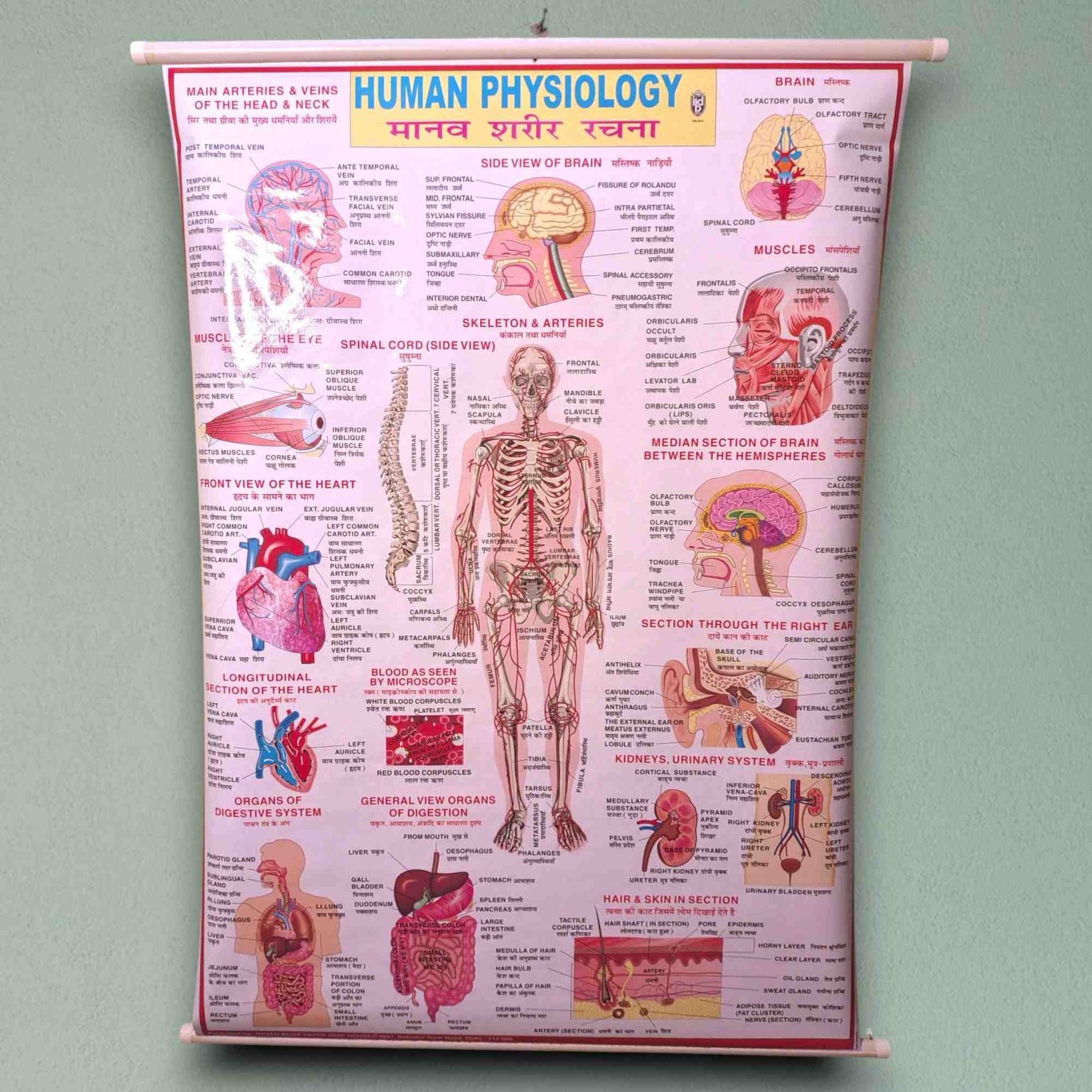 Human Physiology Educational Chart - School World